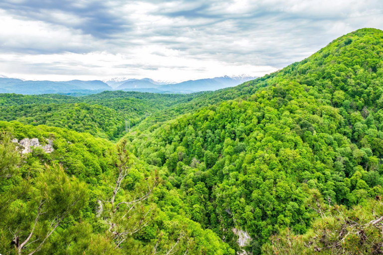 Nallamala Forest: A Deep Dive into India's infamous forest ...